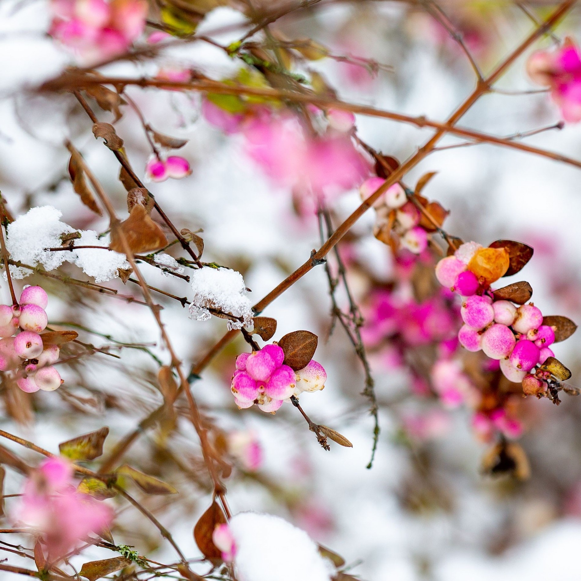 Symphoricarpos Magic Berry