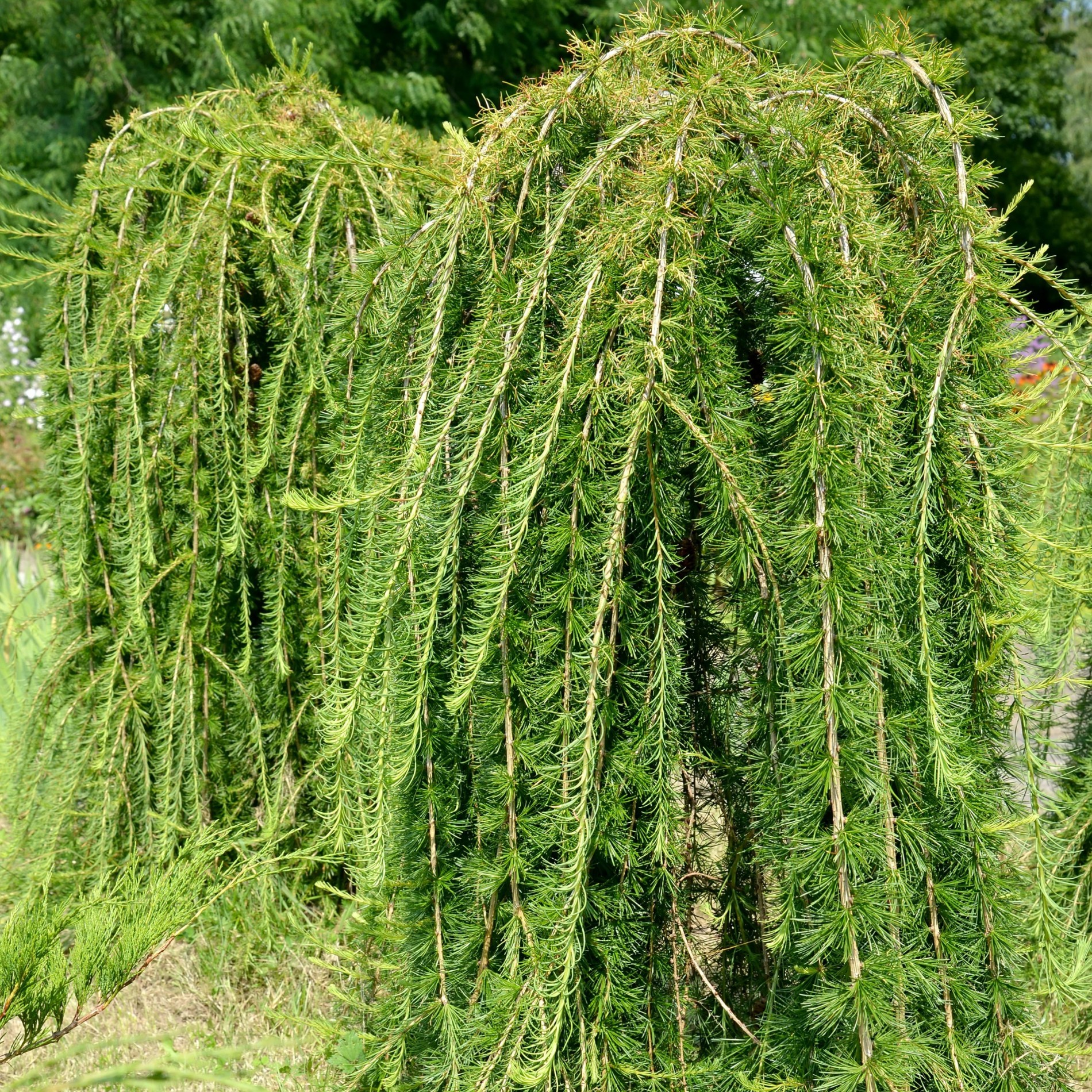 Larix decidua Puli