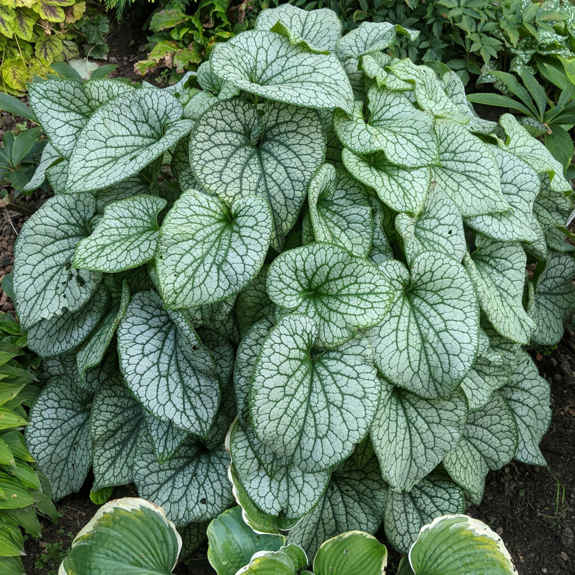 Brunnera Alexanders Mare