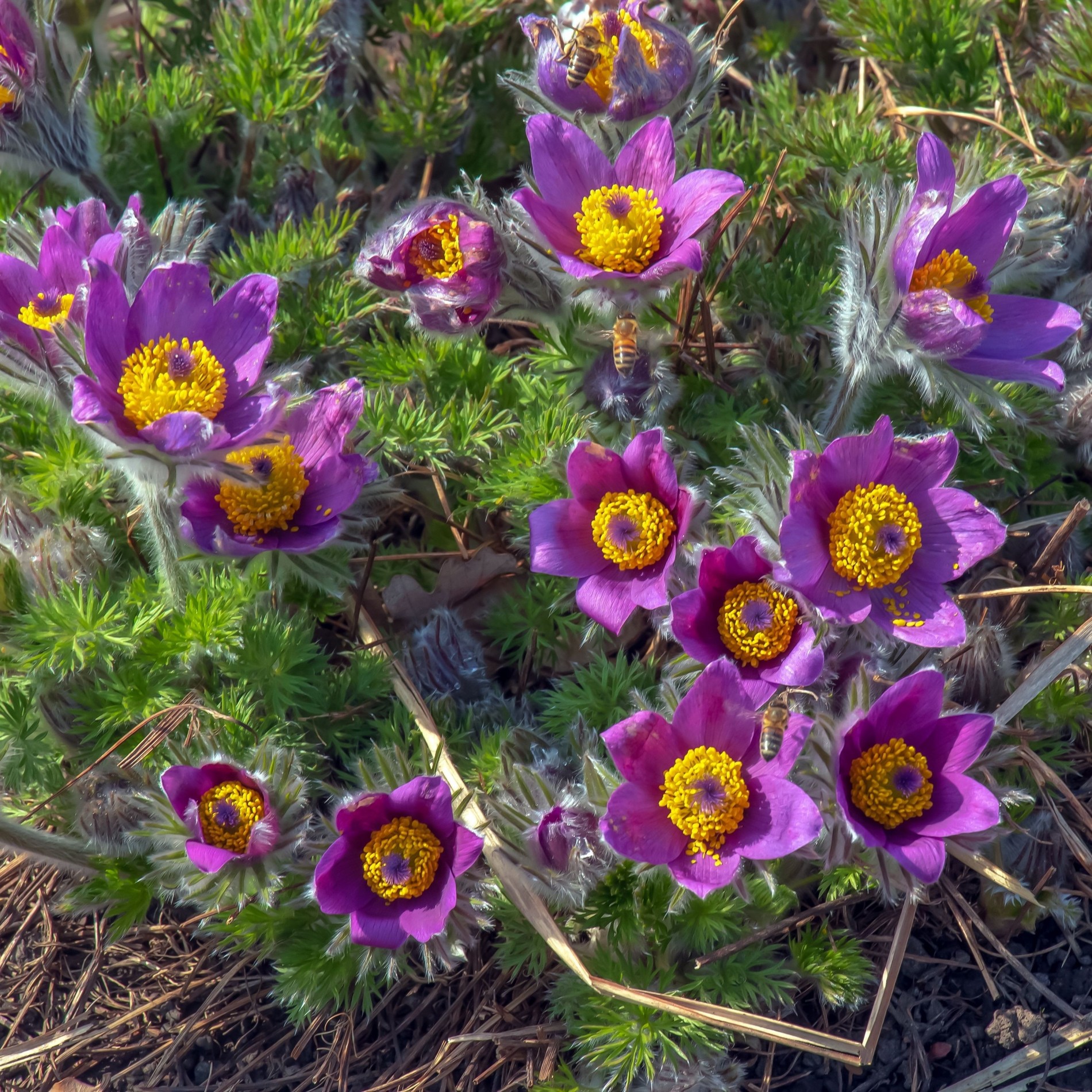 Pulsatilla vulgaris Violet