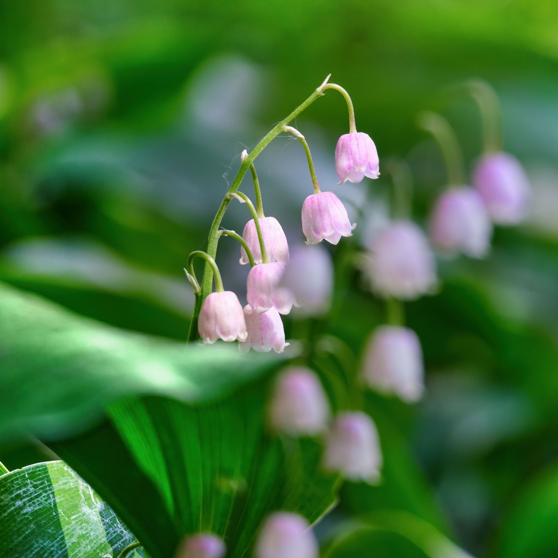 Convallaria majalis Rosea