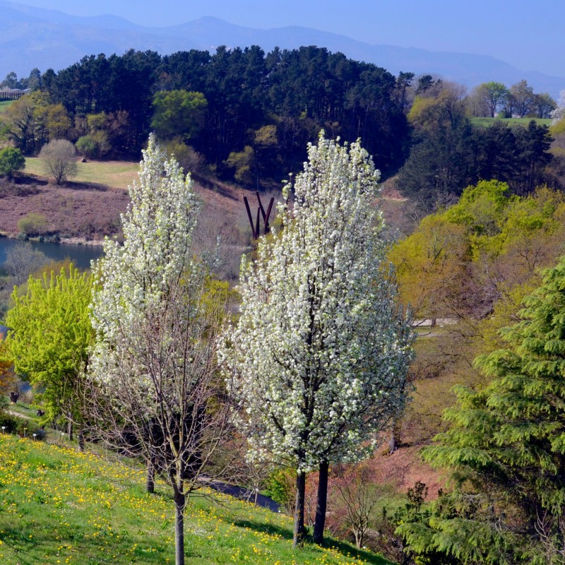 Pyrus calleriana Chanticleer