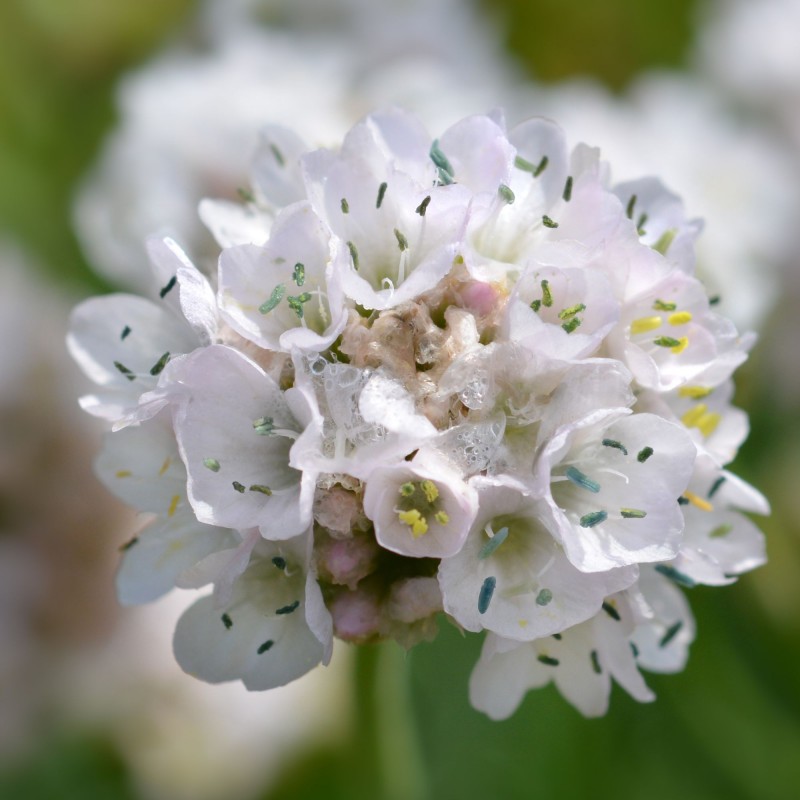 Armeria maritima alba