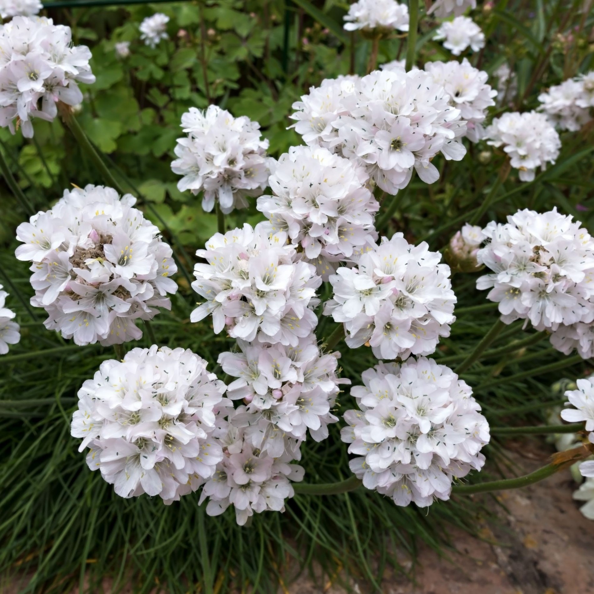 Armeria maritima alba