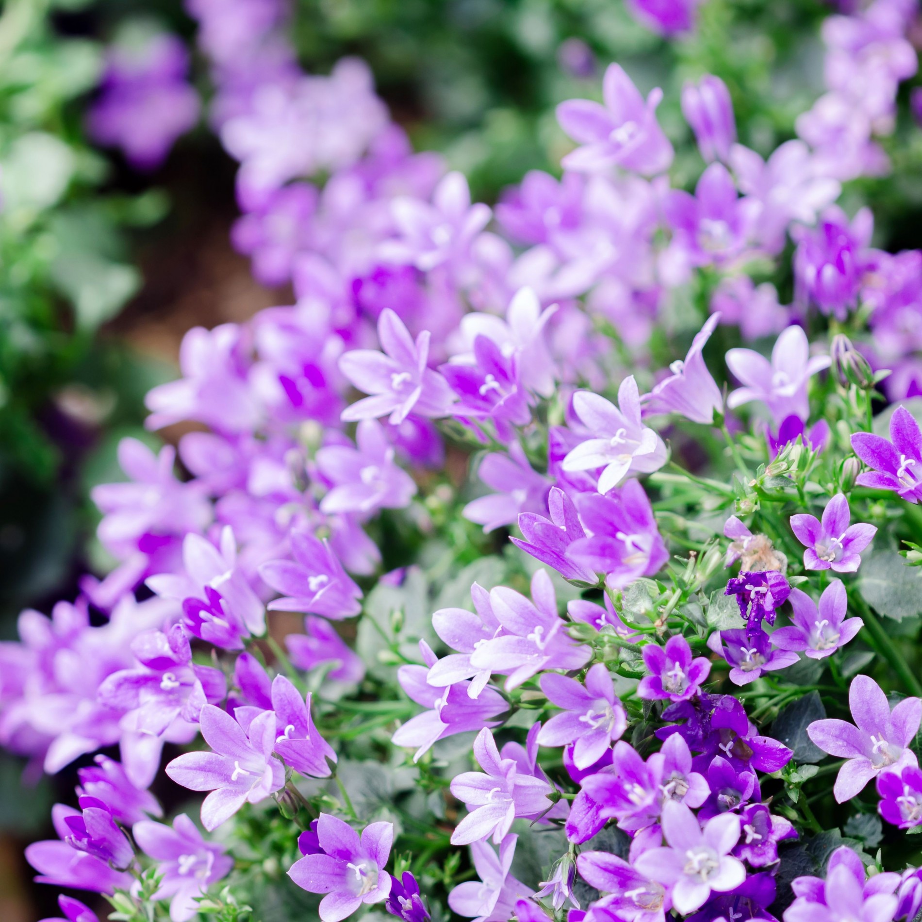 Campanula portenschlagiana Cerul Albastru