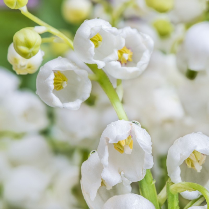 Convallaria lily of the valley