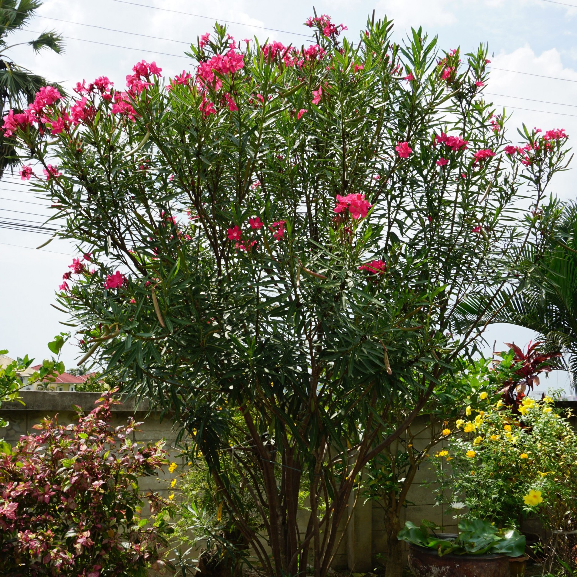 Nerium oleander Hardy Red